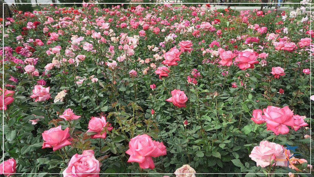 Mursal Flowers, as rosas de Cabul | Afeganistão - Viagens e Beleza