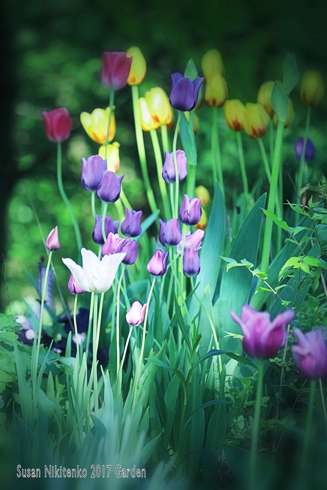 My Spring Garden Photos 2017