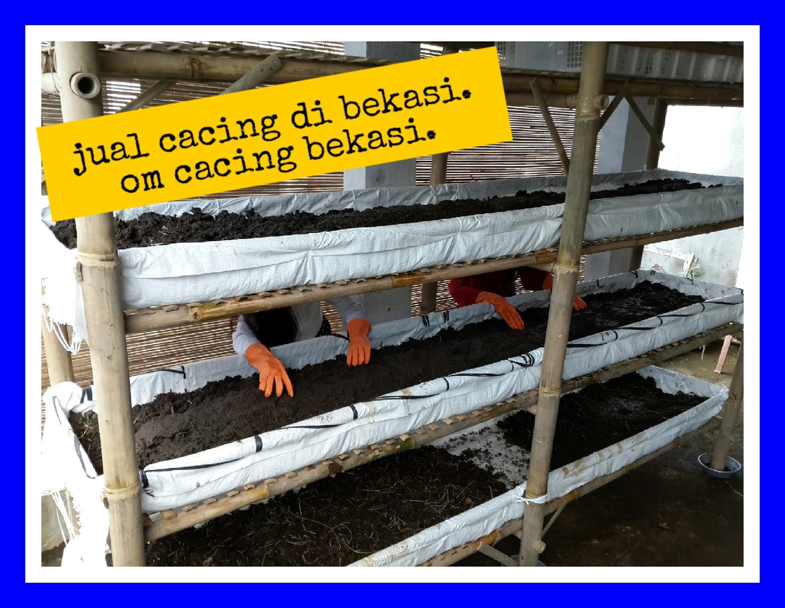 cacing tanah cacing merah cacing susu cacing kalung cacing tiger cacing ...