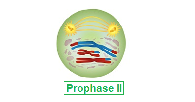 Les 8 étapes de la méiose | Bio faculté