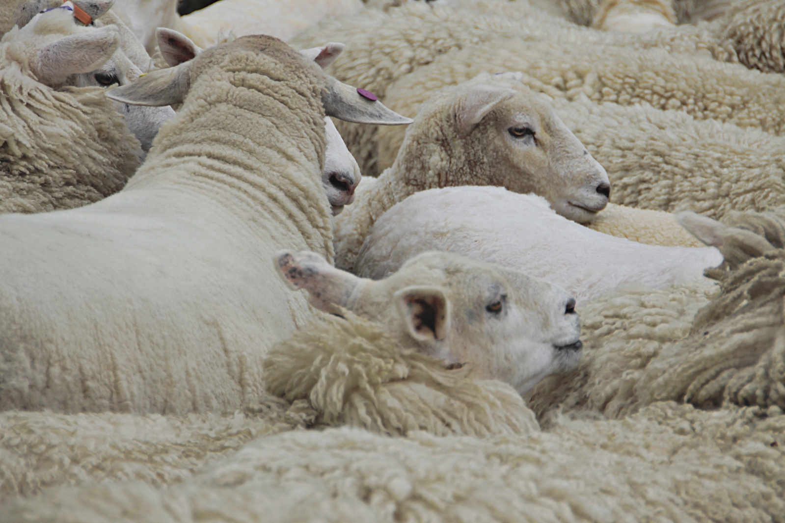 Ford Family Photos: Sheep Herding - Morelea Sheep Farm, New Zealand