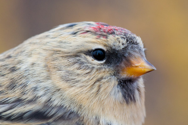 Yukon Bird Observatories: October 2011
