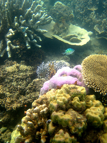 Pambato Reef: Snorkeling in Palawan - Palawan Tour Package