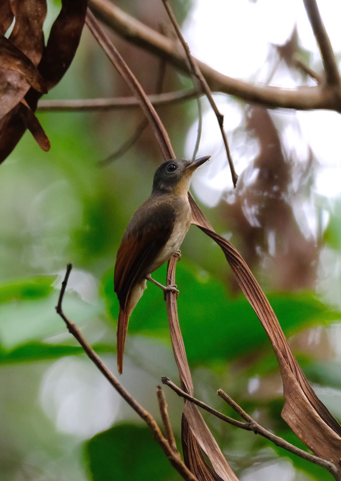 Mike is the name Birding is the game ( Birding in Malaysia - Malaysian ...