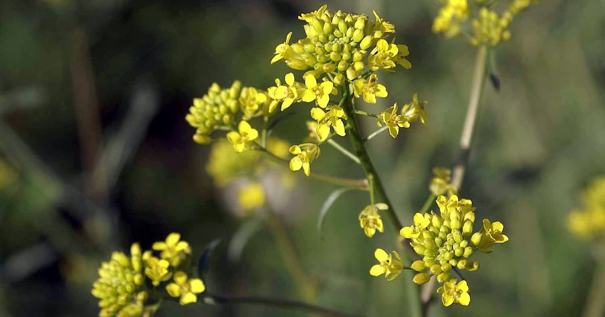 Las flores silvestres de Hormaza: Diplotaxis muralis