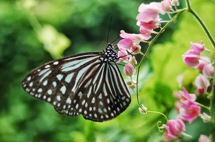 Fakta Menarik Mengenai Rama-Rama