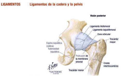 Fisioterapeuta Luís Miguel Brazão Gouveia: Anatomia Anca