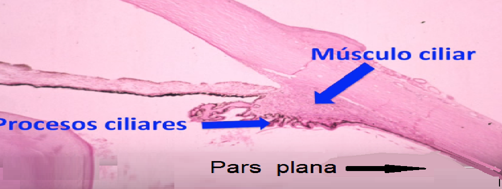 ÉRIKA MODA: CUERPO CILIAR