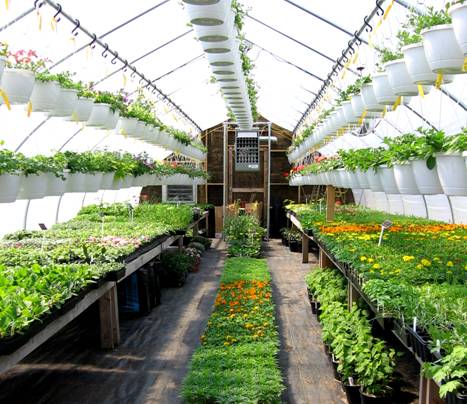 Plants Propagation & breed