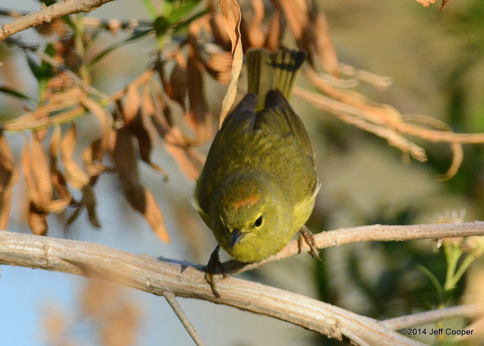 NeoVista Birds and Wildlife: The Orange Crown of an Orange-Crowned Warbler