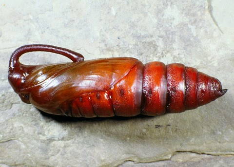 Jared Unzipped: Carolina Sphinx Moth.