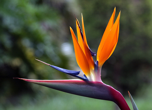 STRELITZIA photos - wallpapers | the fun bank