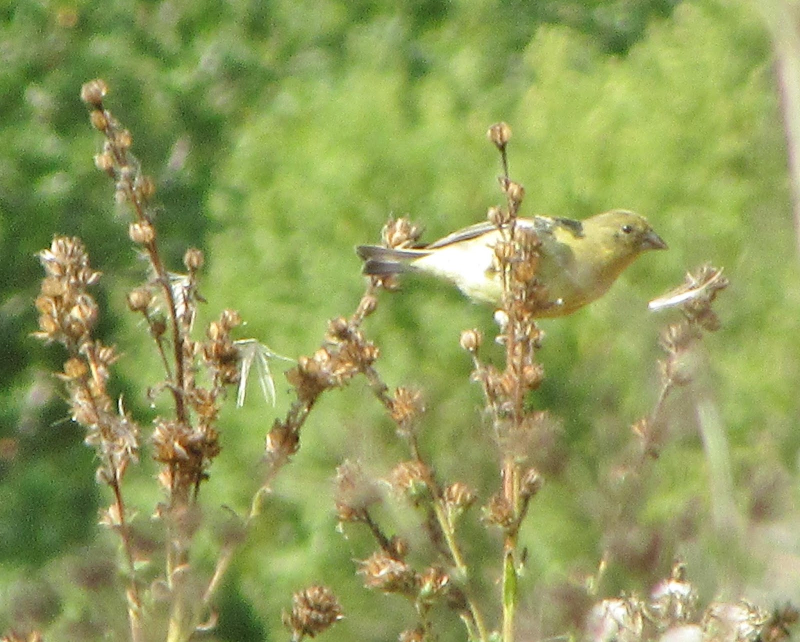 Berkeley Backyard Bird Blog: 2018