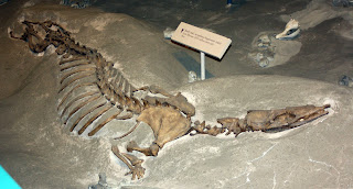 The Coastal Paleontologist: US Research trip part 5: fossil pinniped ...