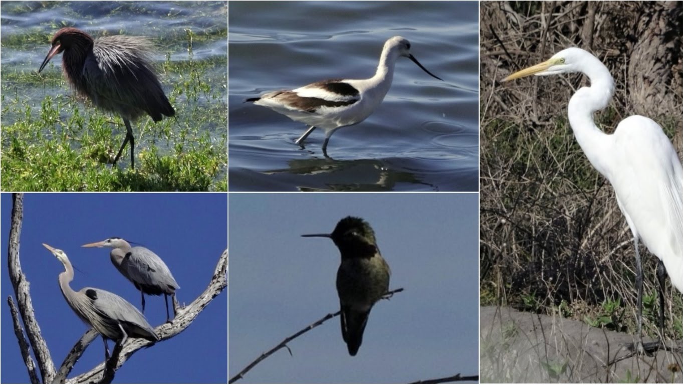 Bolsa Chica Ecological Reserve Trail | Huntington Beach, CA