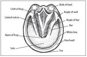 Everything Equine : FARRIER