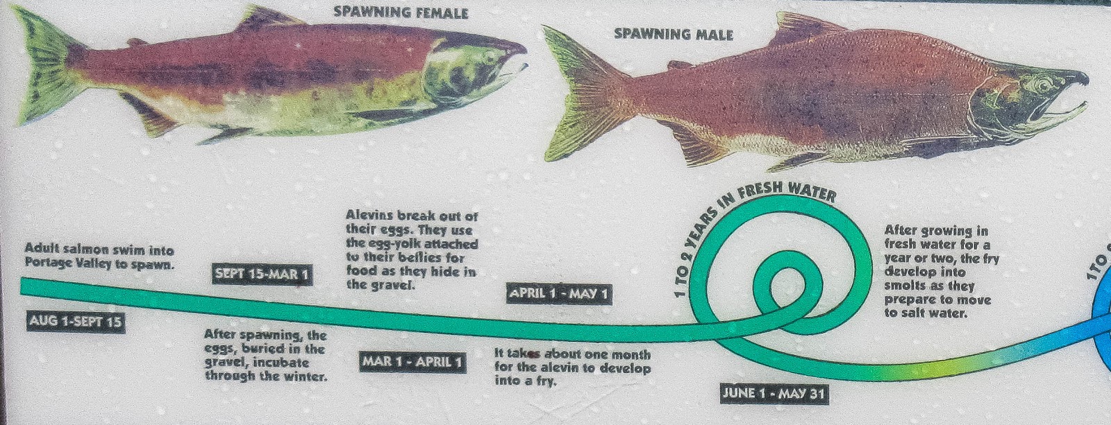 Cannundrums: Pacific Salmon - Five Species