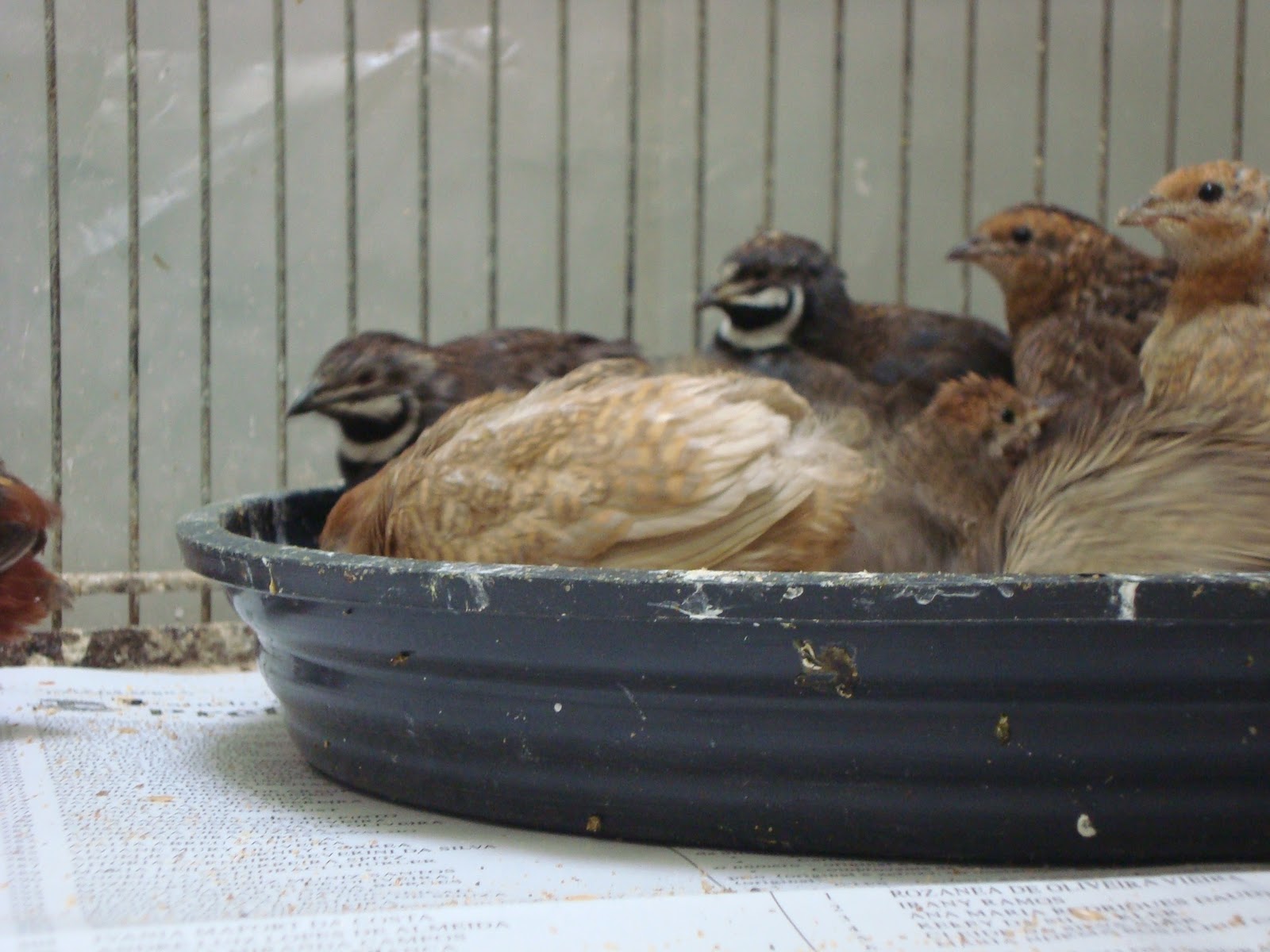 codorna chinesa: Codorna Chinesa Blue Face , Cinnamon (Canela) , Silver ...