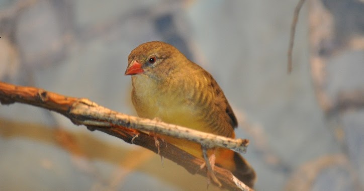 ZOOTOGRAFIANDO (6.100 ANIMALS): BENGALÍ RAYADO / ZEBRA WAXBILL ...