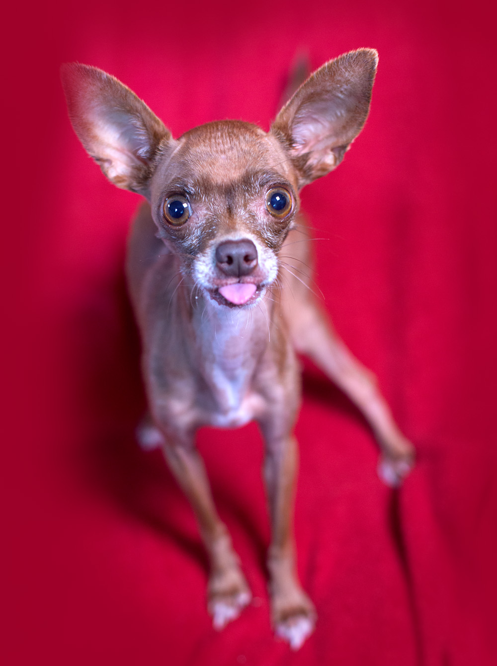 Shelter Dogs of Portland: "SNICKERS" tiny charming chi mix