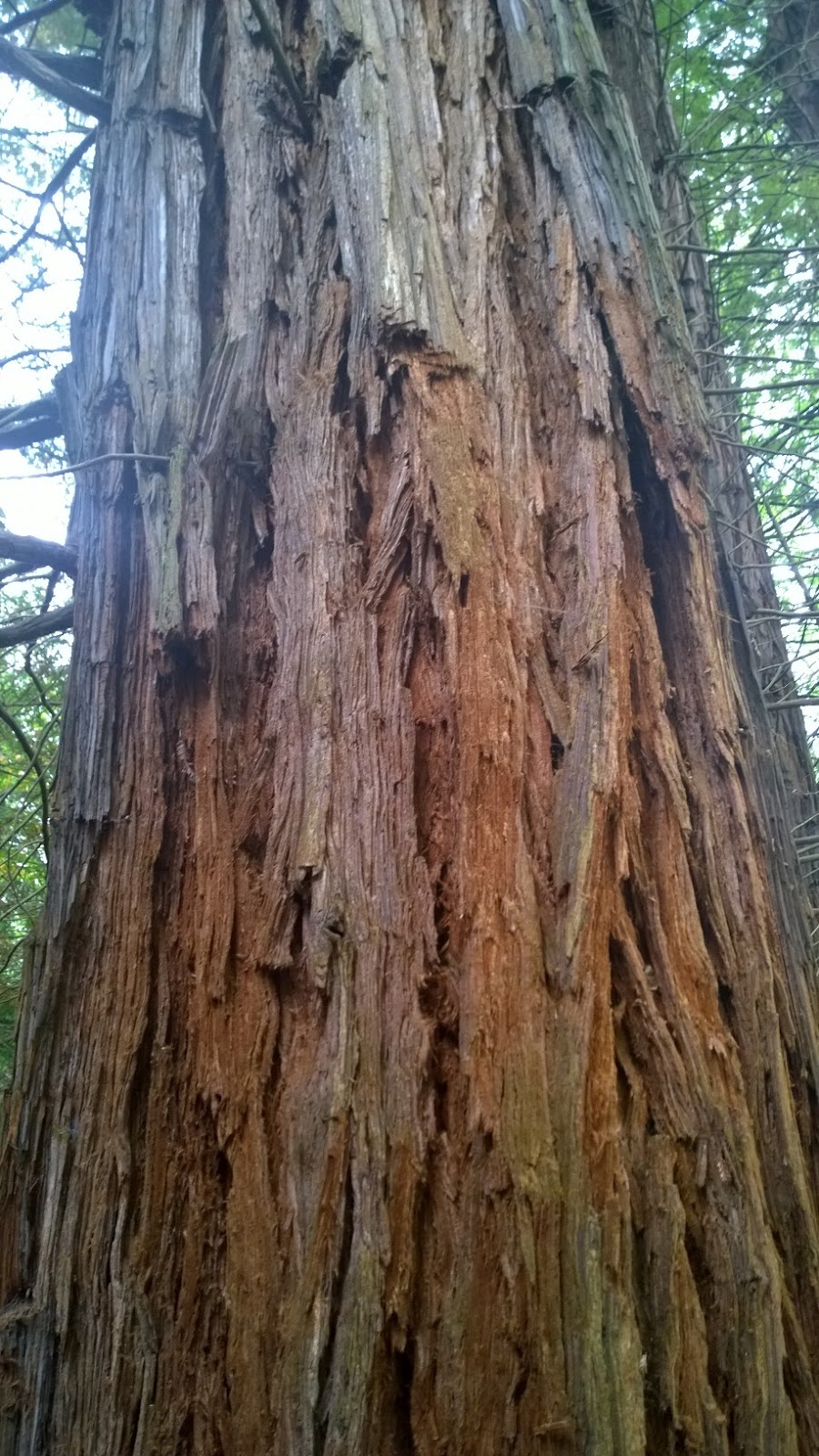 archivos de micología: agosto 2015