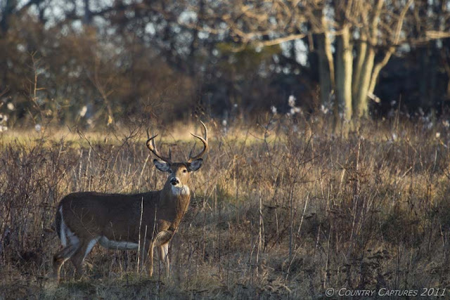 Country Captures: An Hour in a Buck's Life: Part 2