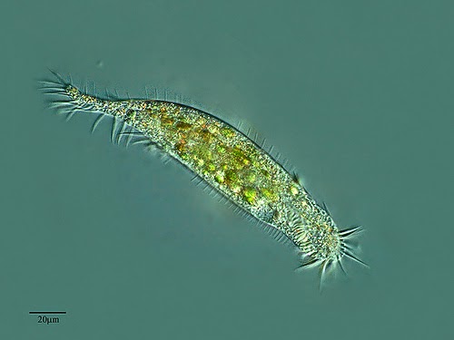 EL ZOOPLANCTON MARINO: zooplancton 2014 - Investigacion Cientifica III