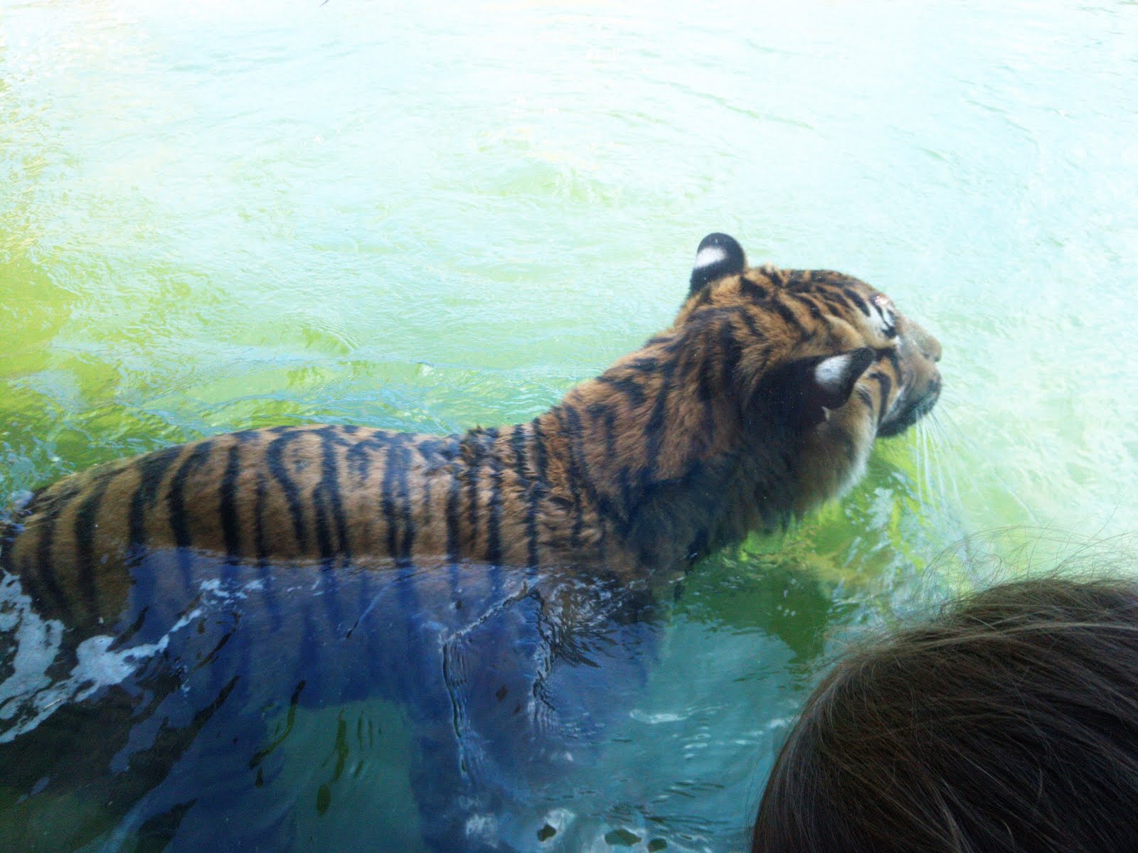 JUST BEING ME: NEW TIGER EXHIBIT AT NORFOLK ZOO. NORFOLK VA