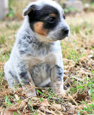 Queensland Heeler Puppy Dogs For Sale in Ventura County, Southern ...