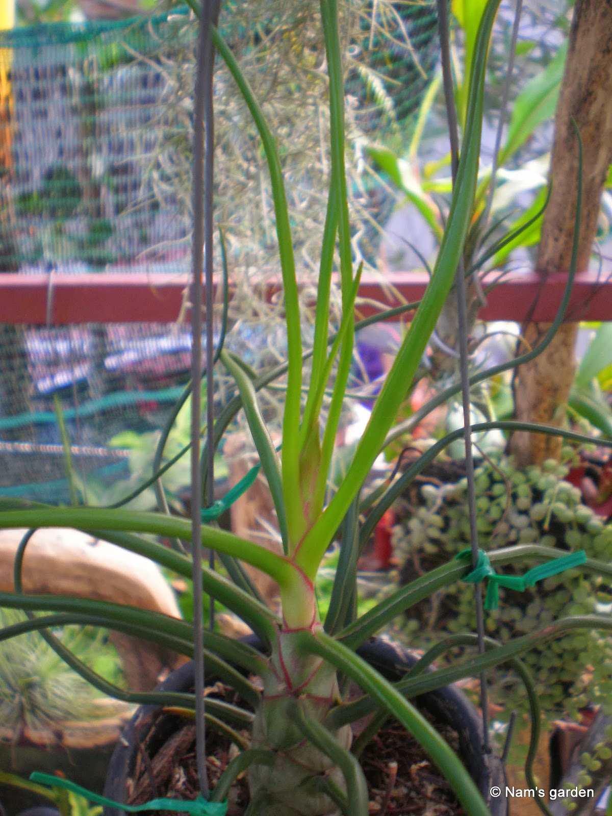 © Nam's garden: T. bulbosa nở bông