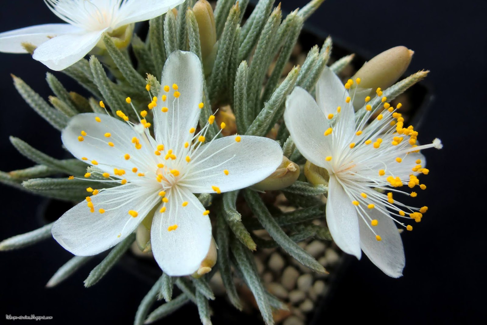 Lithops Stories: Avonia flowering (22 pics)