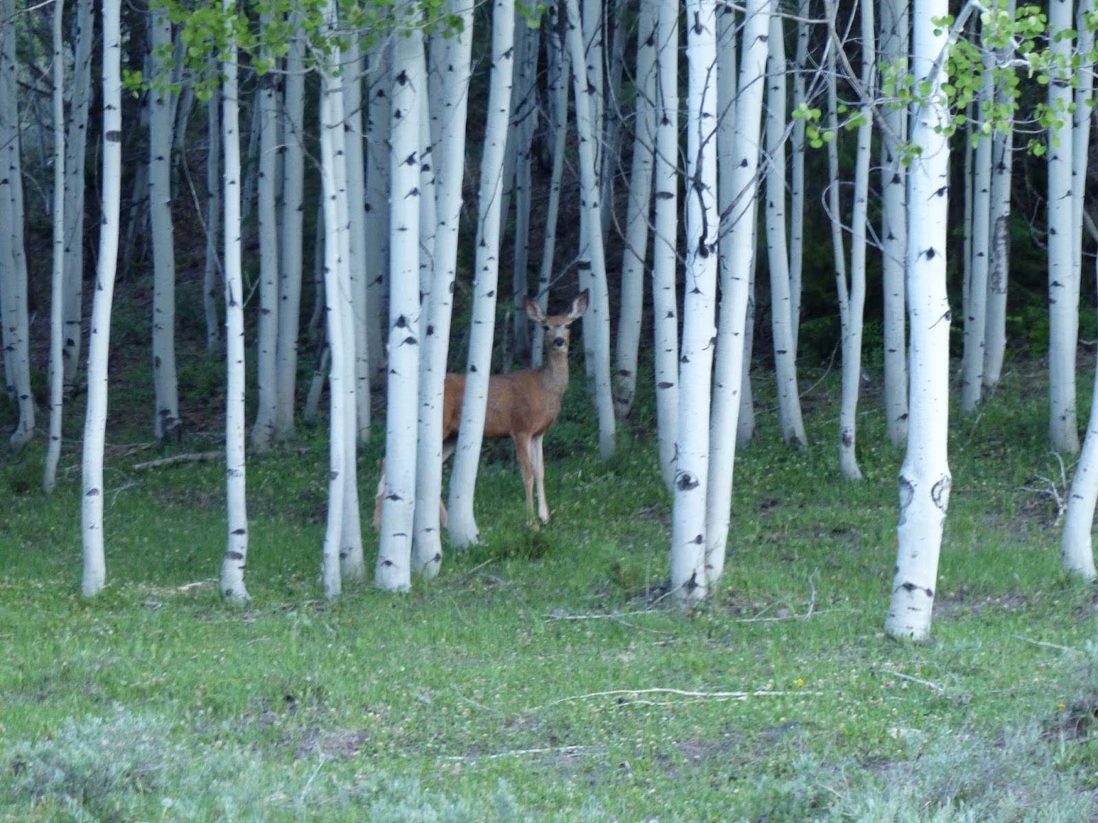 Land Cruising Adventure: Camping near Yankee Meadows Campground | Dixie ...