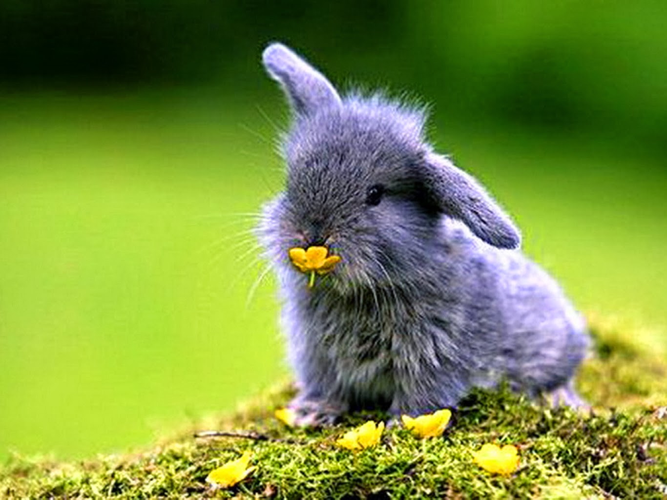 Cei mai simpatici iepuraşi de pe net - Cresterea iepurilor, afaceri cu ...