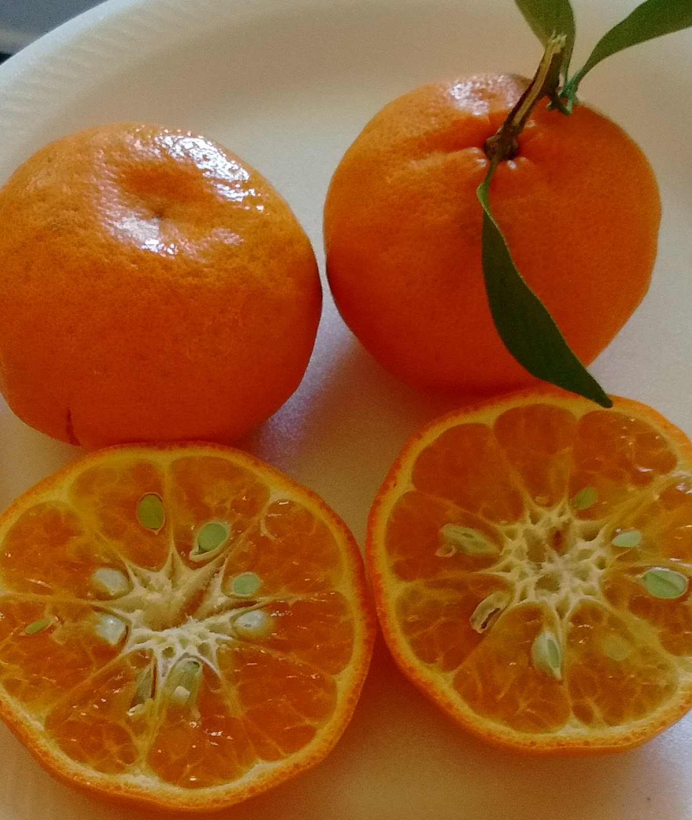 Hardy Citrus: Changsha