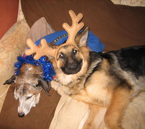 Dare Gothic Clothing ~ Howl at the Moon