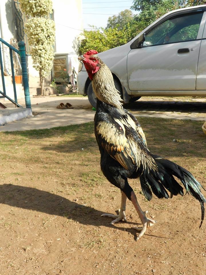 Java Aseel Fighter Cock ~ Pakistani Aseel Photos
