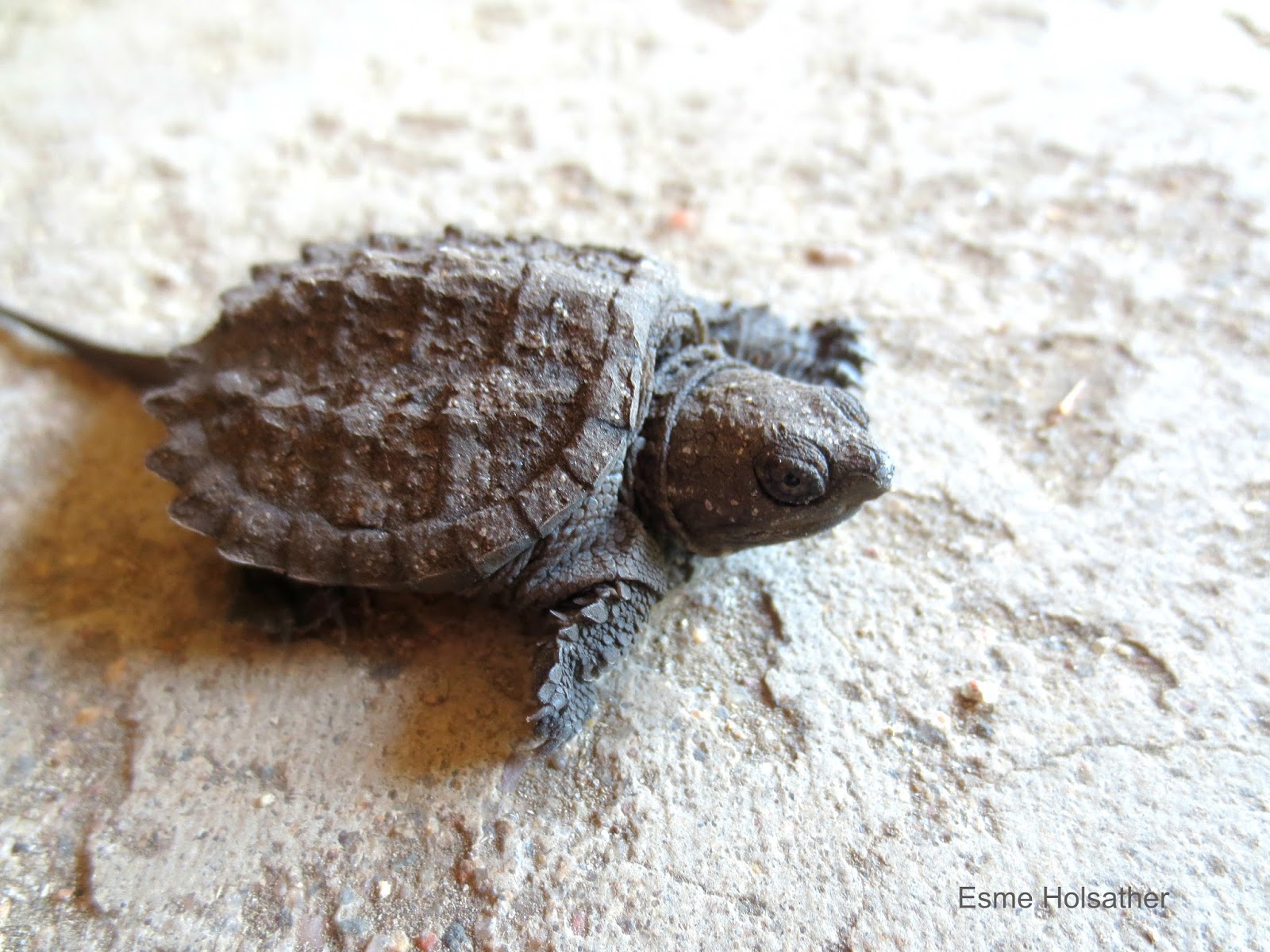 ES: Baby Snapping Turtle