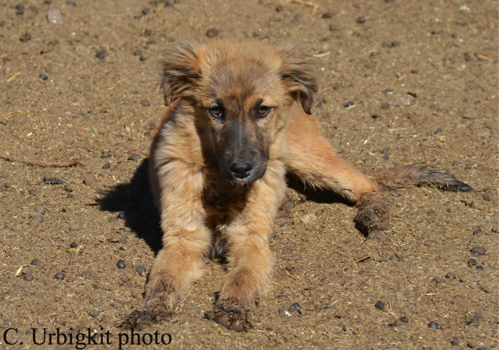 Stephen Bodio's Querencia: AfriCanis in Lesotho
