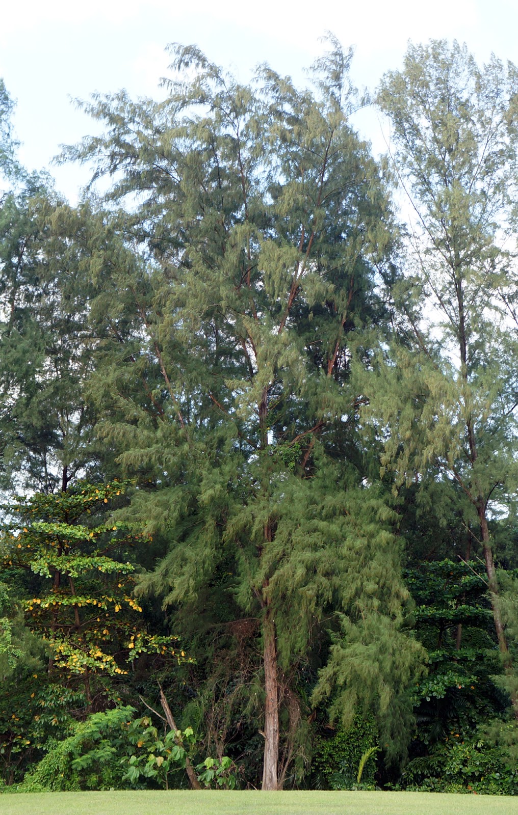 Riverine Parks: Casuarina equisetifolia