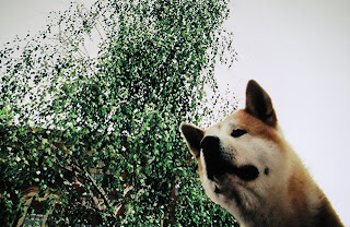 MUSINGS OF A SCI-FI FANATIC: Hachi: A Dog's Tale