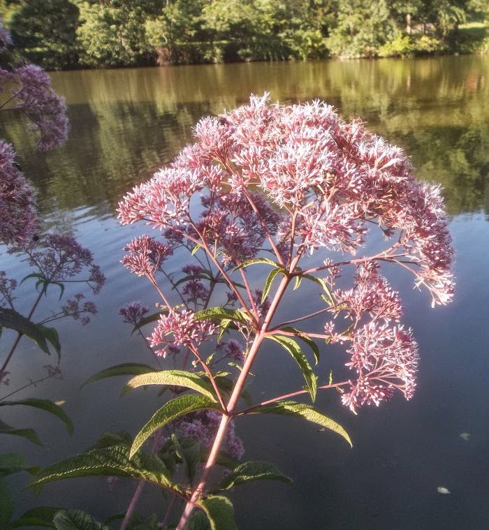 Future Plants by Randy Stewart: Eupatorium
