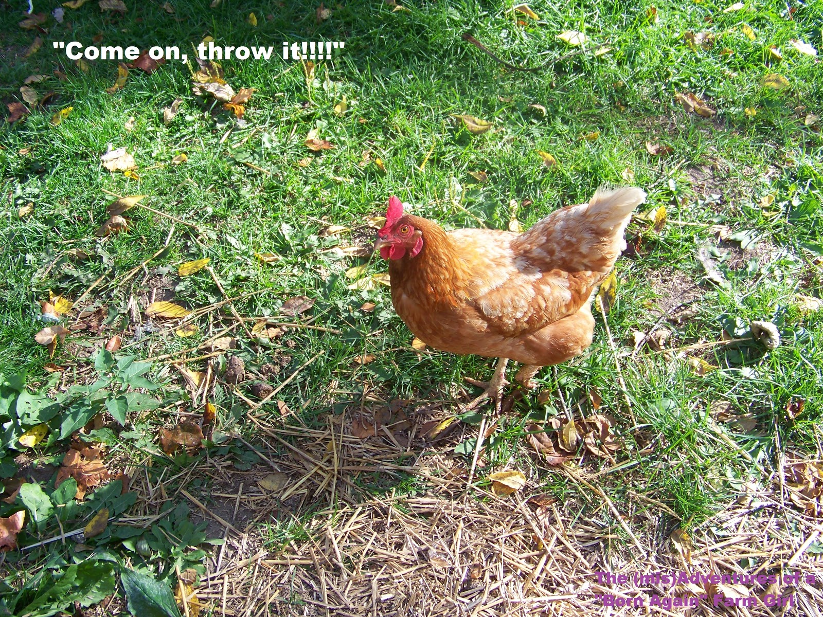 Chicken Frisbee - The (mis)Adventures of a Homesteadin' Mama