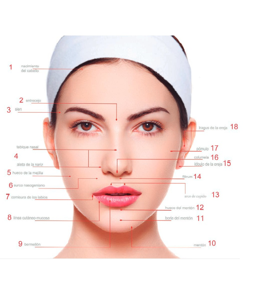 EL ÓVALO: ZONAS DEL ROSTRO