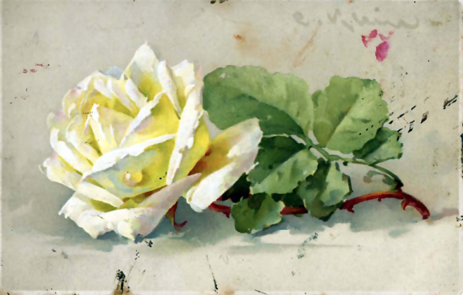 Vintage Art White Roses Prints Postcard | Joy Design Studio