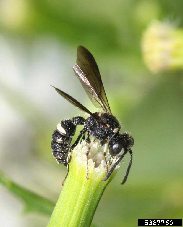 Center for Invasive Species and Ecosystem Health: Emerald Ash Borer ...