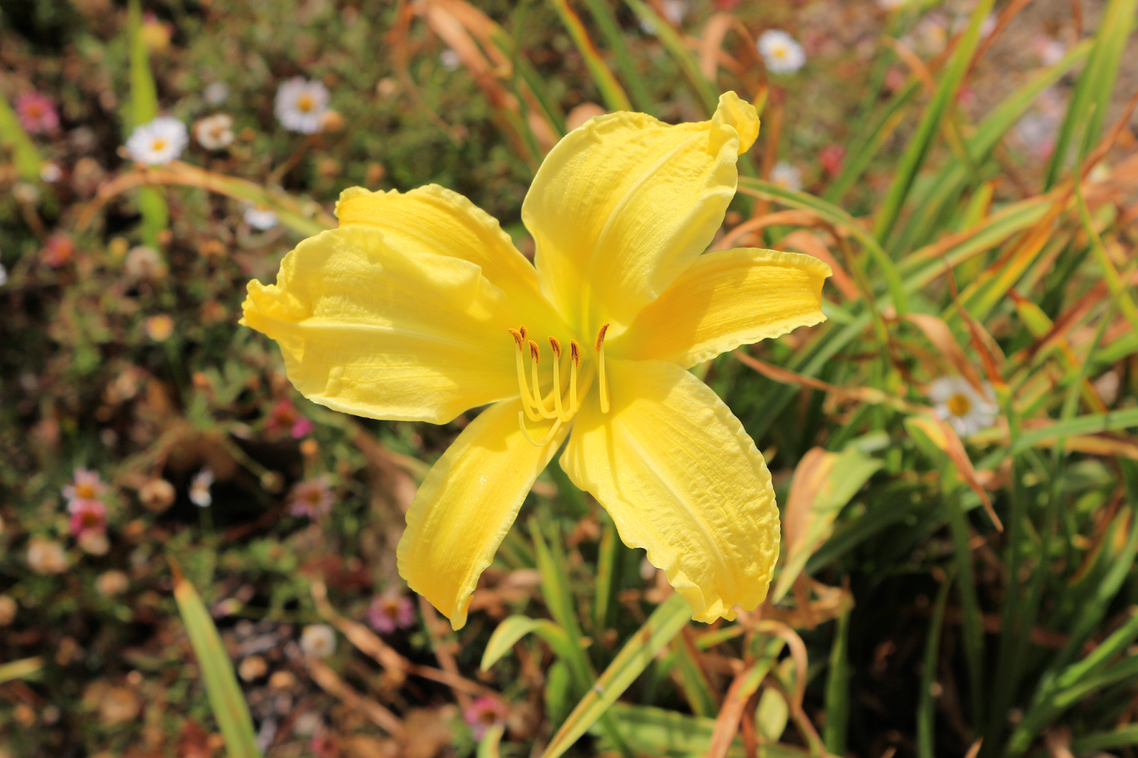 JessStryker.com: Pure Yellow Daylily Flower