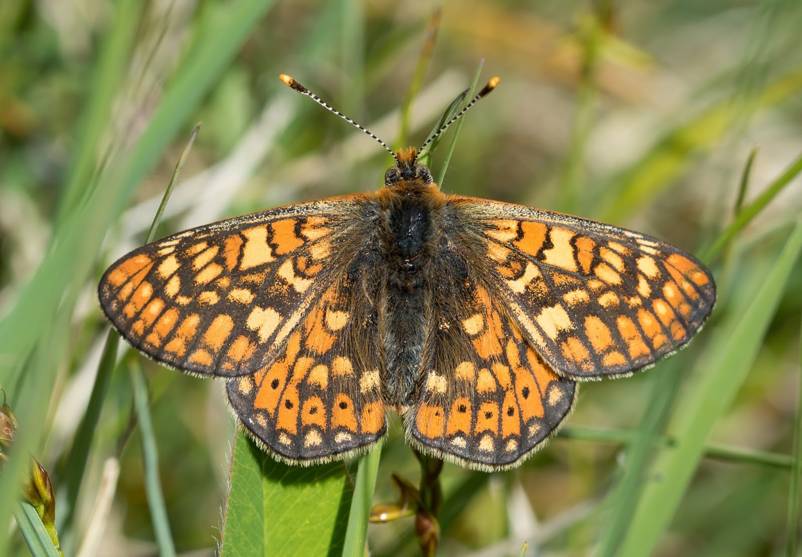 Pixie Birding: August 2016