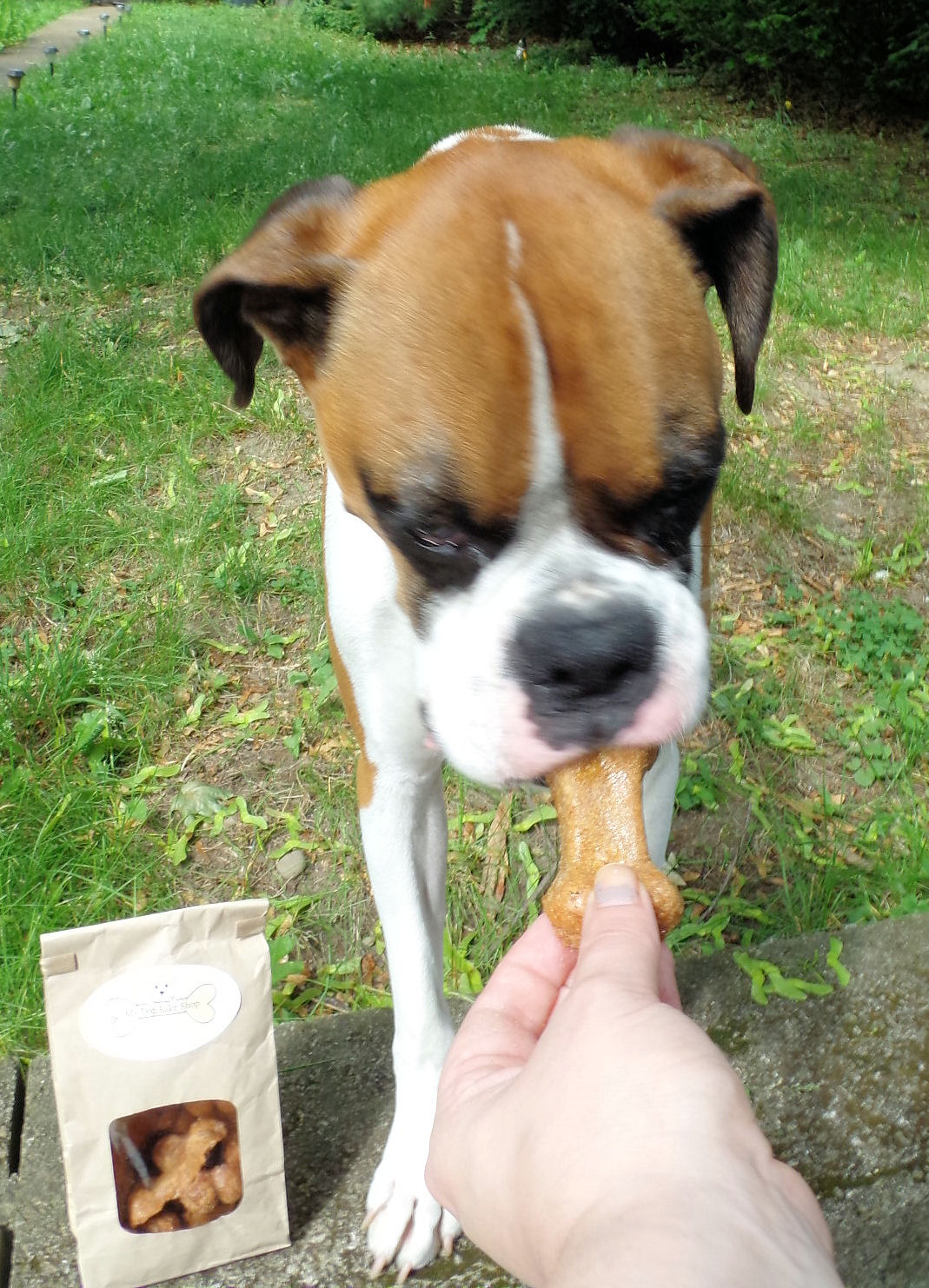 Dog Madness: MY DOG BAKE SHOP PEANUT BUTTER BACON DOG TREATS