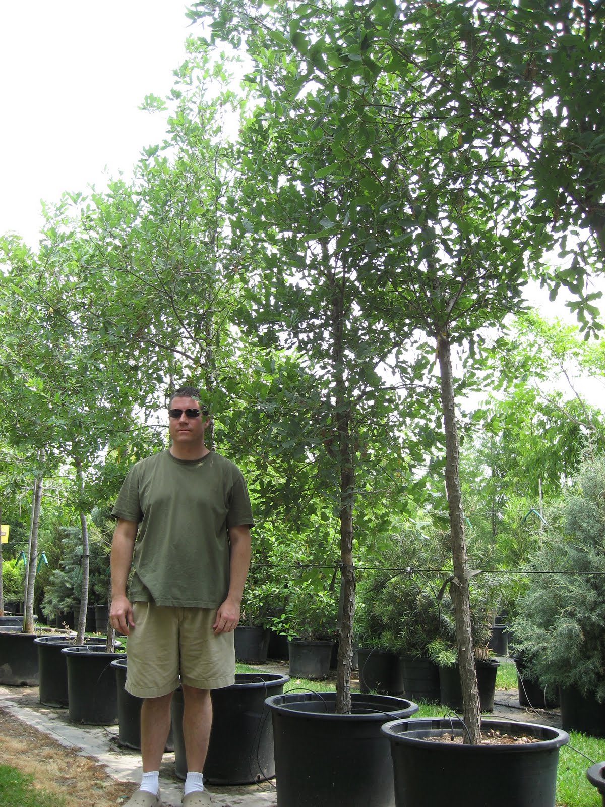 Green House, Good Life: Say Trees!