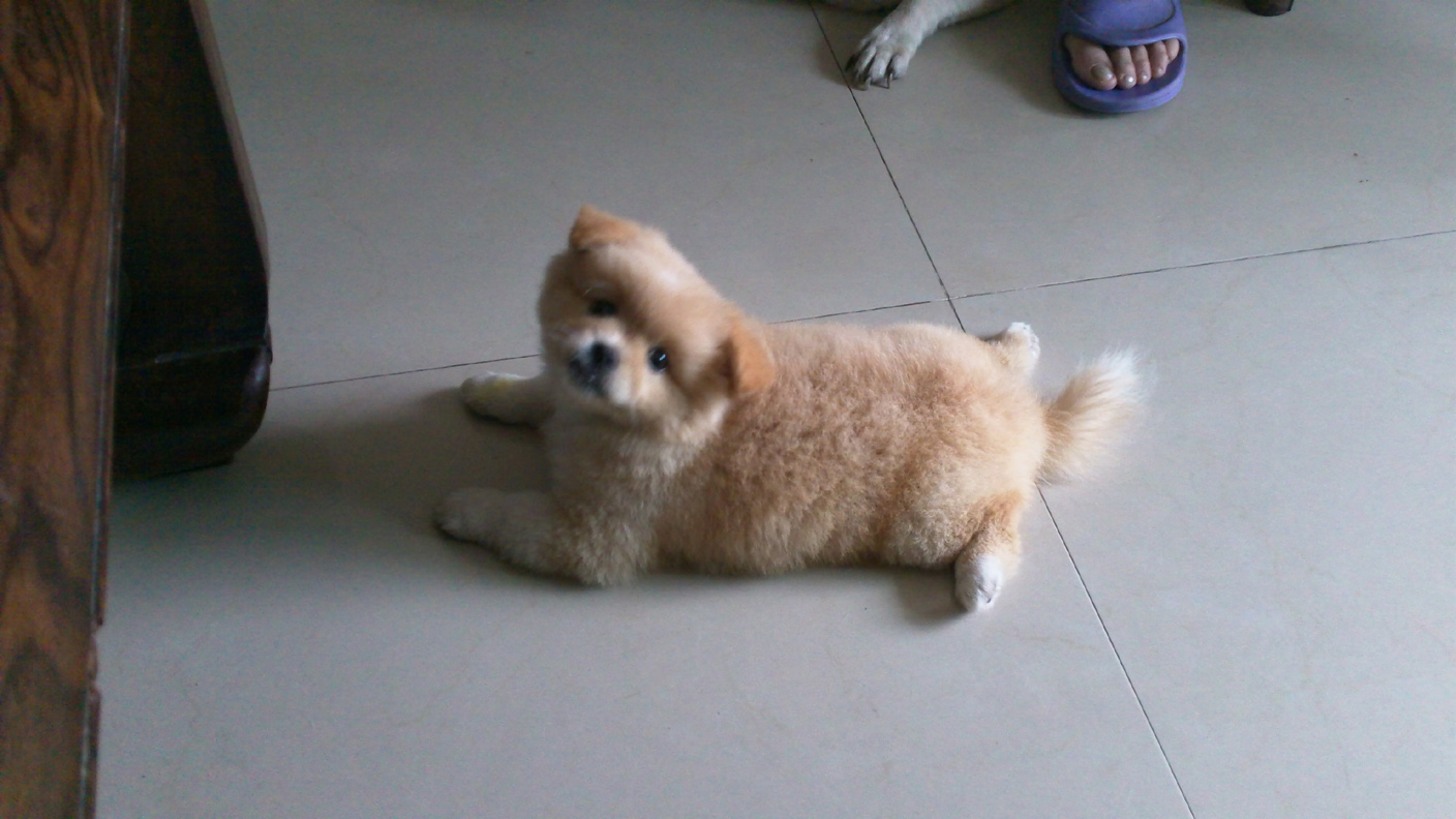 KW Monsters Blog of Evil: FAT DOG, LITTLE DOG